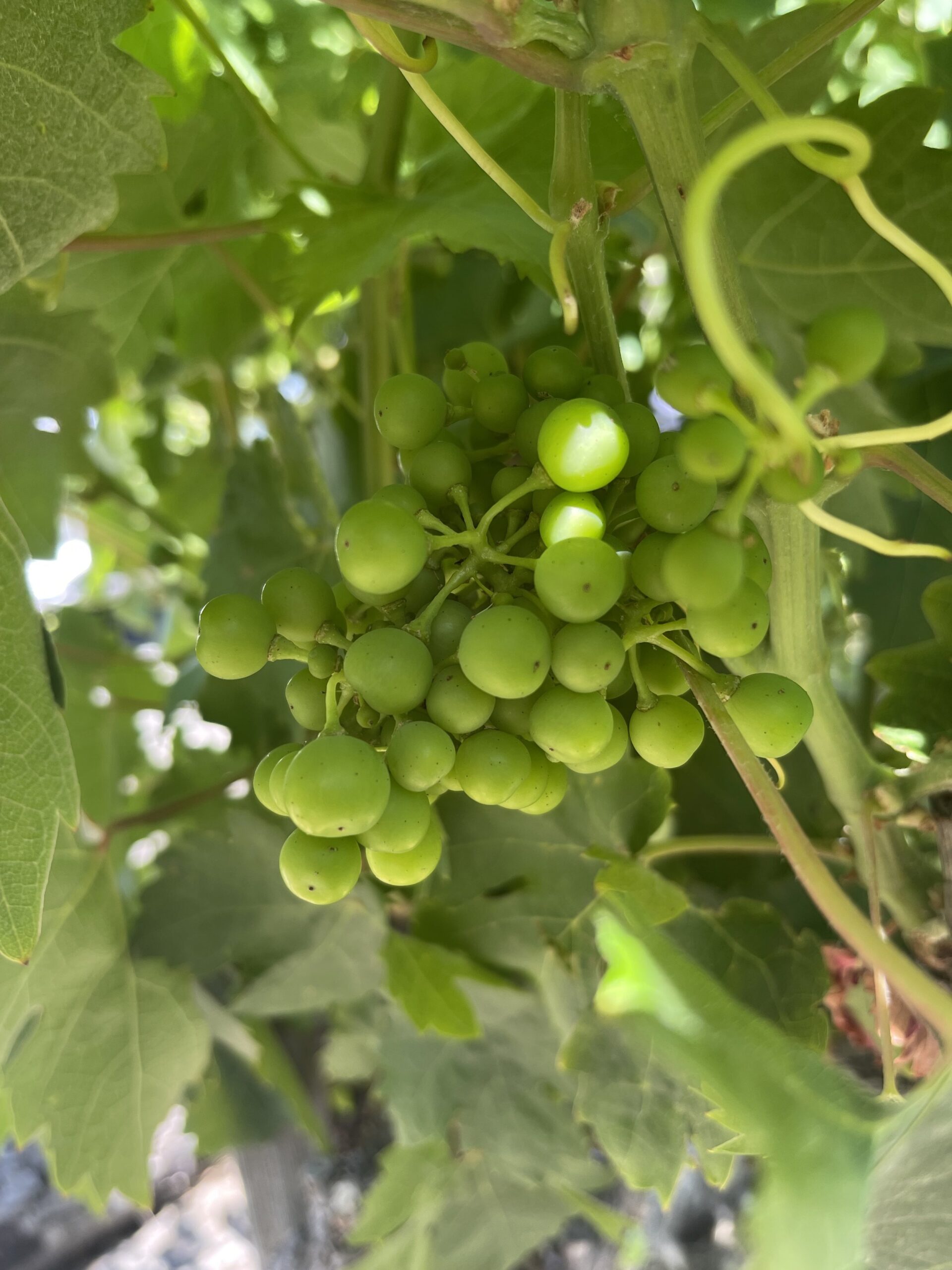5 Best Los Carneros Wineries to Visit in Napa Valley - Lorna Ryan