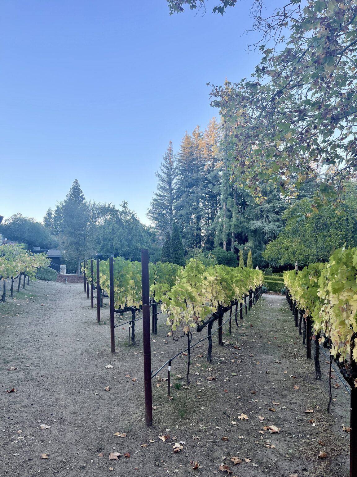 5 Best Los Carneros Wineries to Visit in Napa Valley - Lorna Ryan