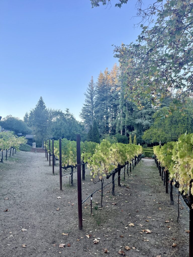 5 Best Los Carneros Wineries to Visit in Napa Valley - Lorna Ryan